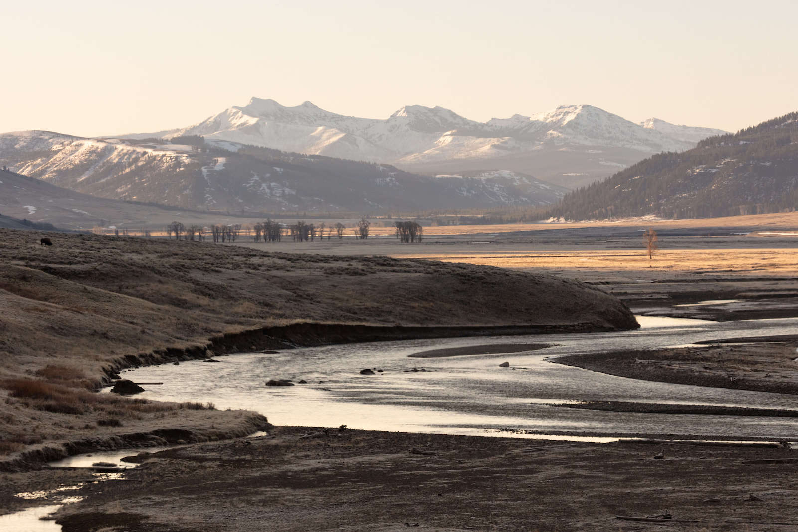 Musings on Spring Transitions in Yellowstone: How Our National Parks ...