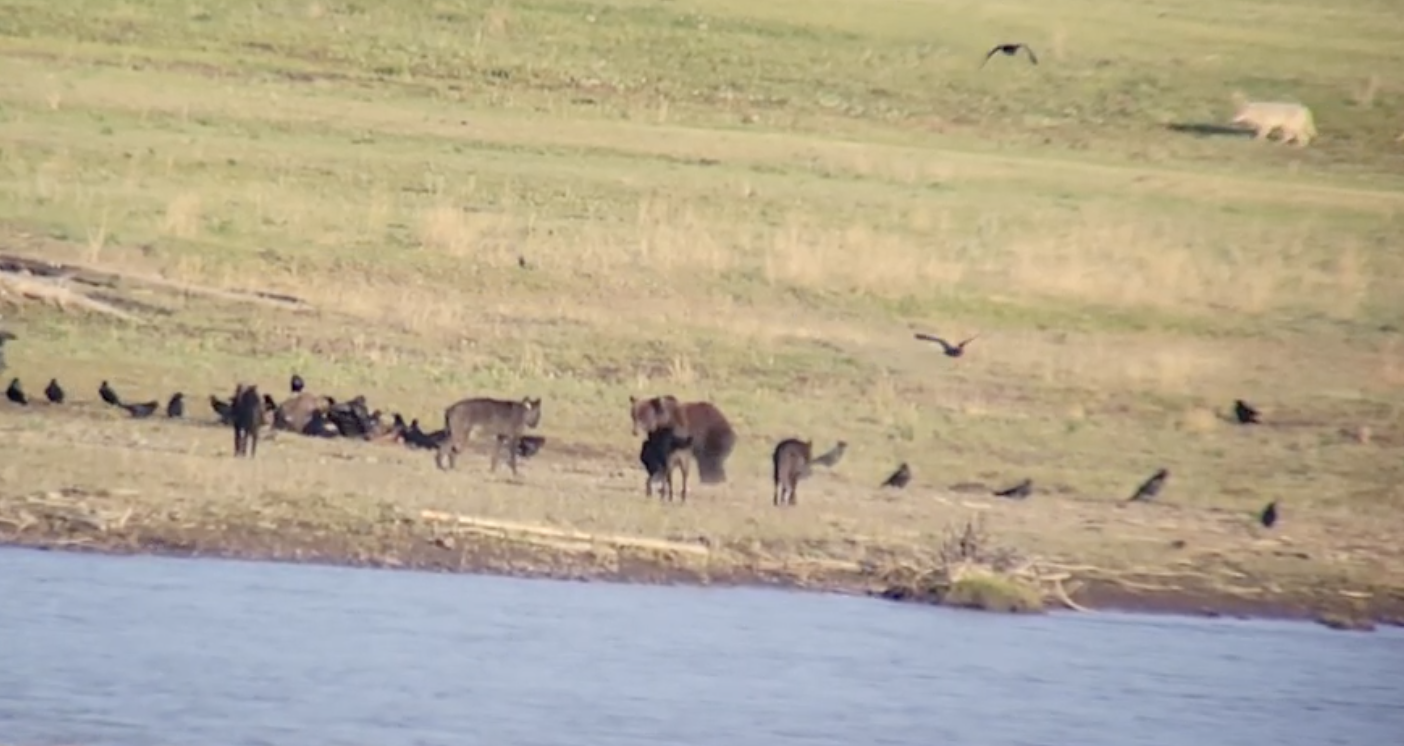 Yellowstone Wolf Update: What's Happening with the Junction Butte Pack ...